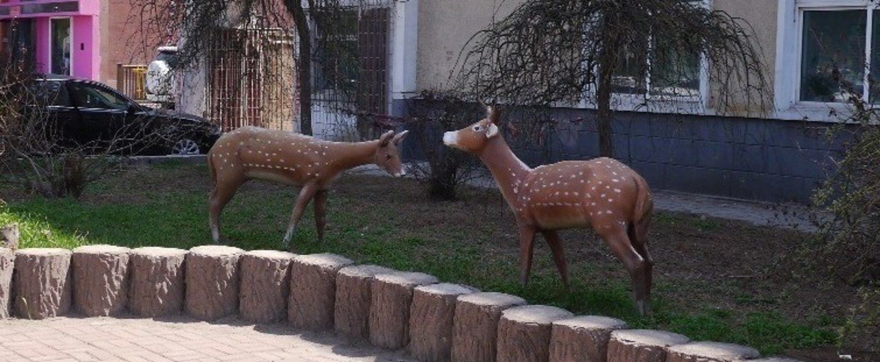 鹿の角の話｜Meguru Ishida｜note