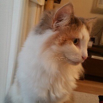 Ryusuke Ishikawa｜note