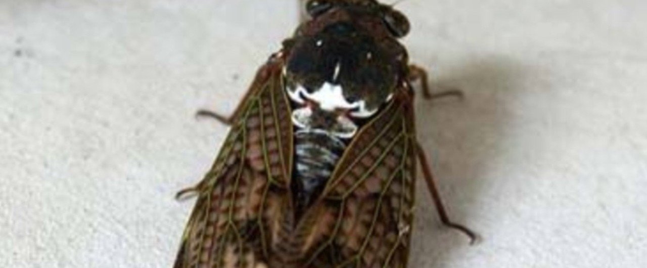 虫の時間｜Kazu IIDA｜note