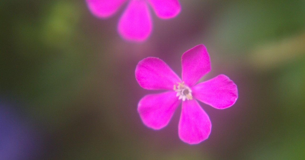 すなお」。・。・｜Cosmic Suzu