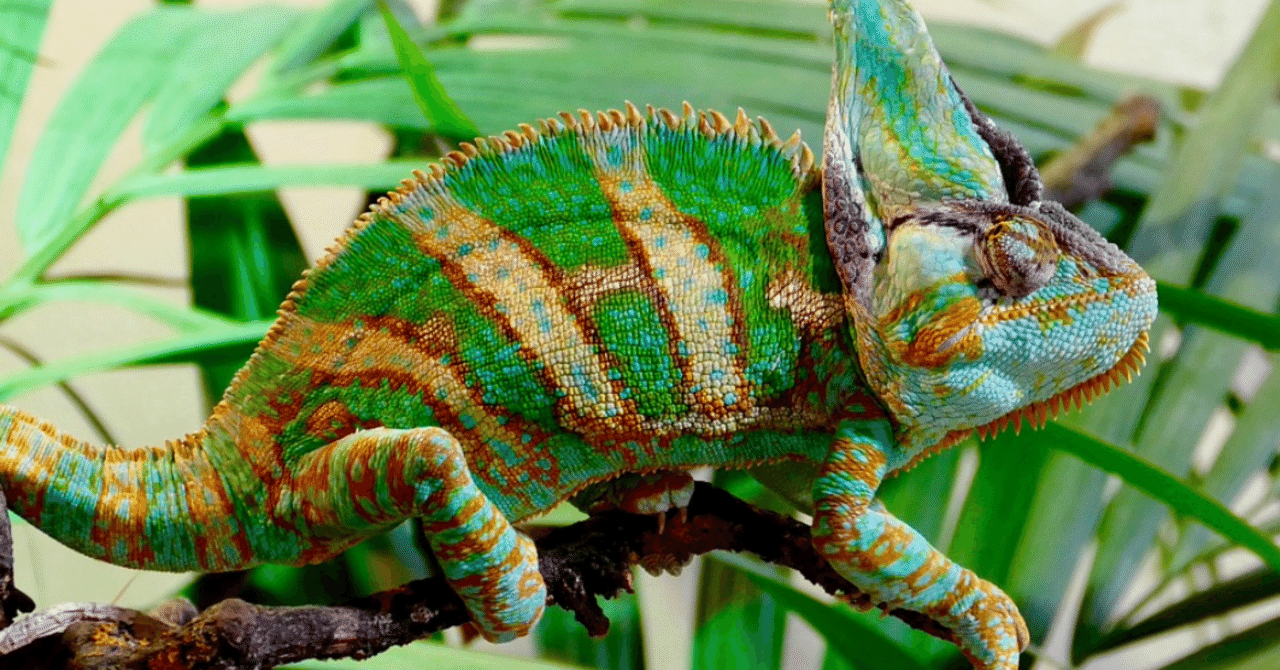 自己変革｜Masayan_Kenji