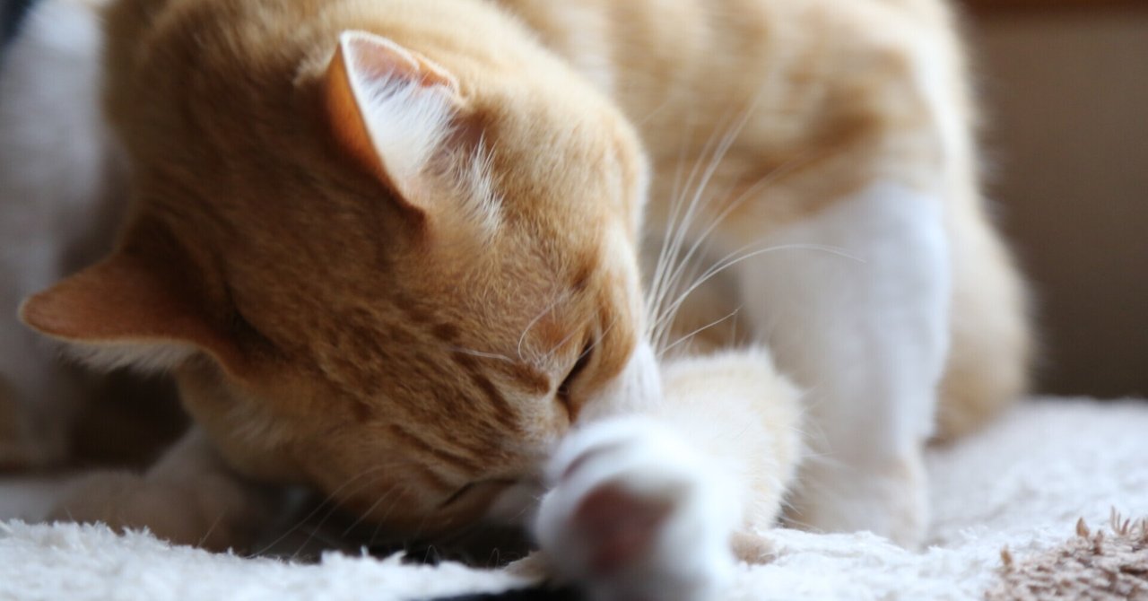 フルサイズ｜Hackai Watanabe