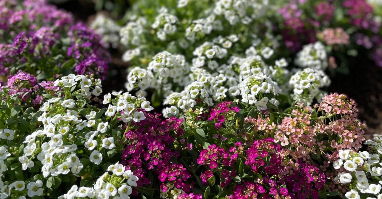 Stayin' Alive｜sola｜note