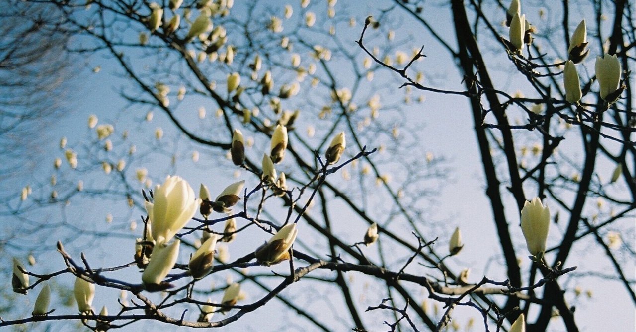 マグノリアとフラゴニア｜Oli SAORI