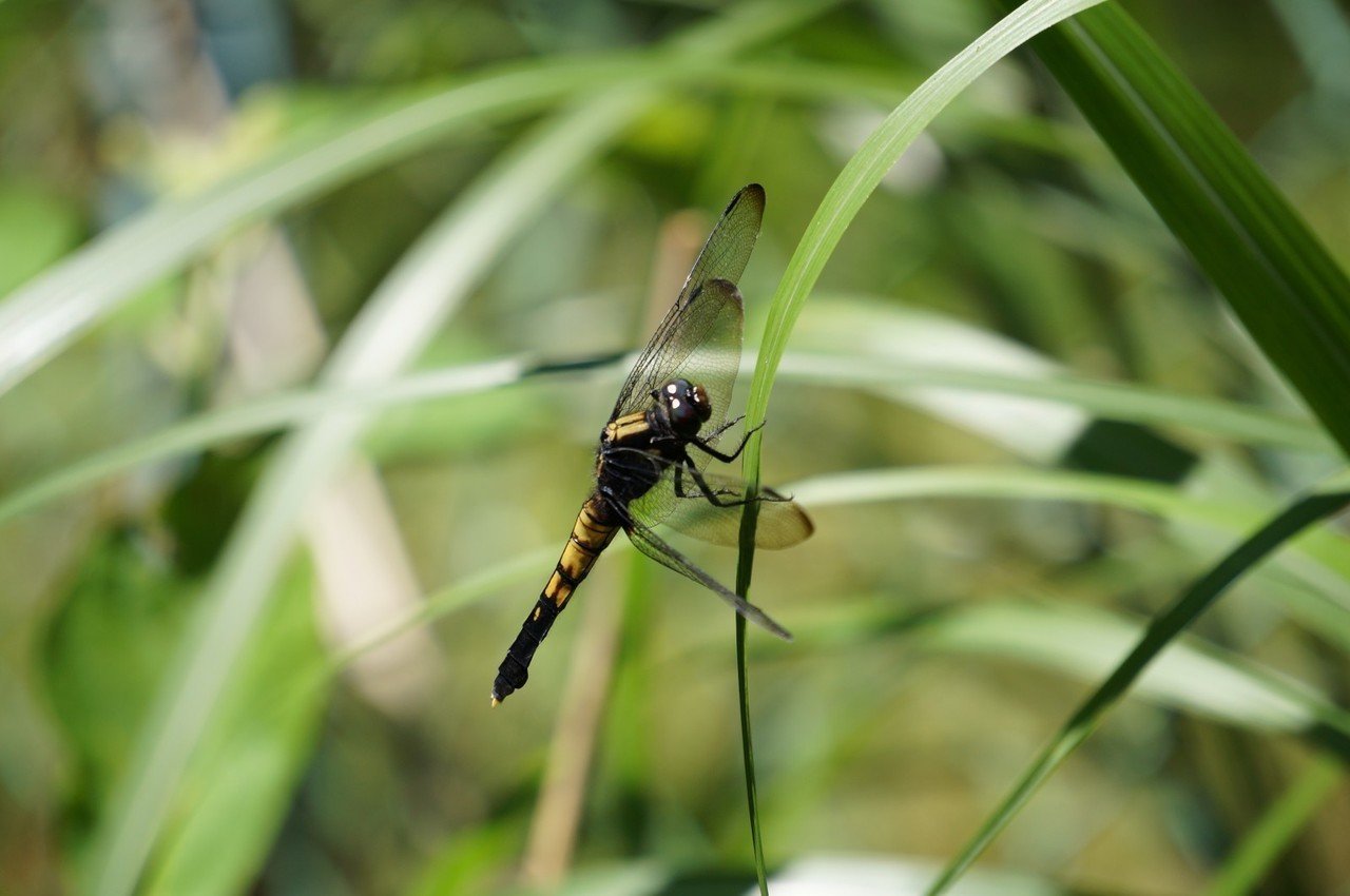 トンボの雌雄で色が違うのはなぜ？｜yasuu_kusayan