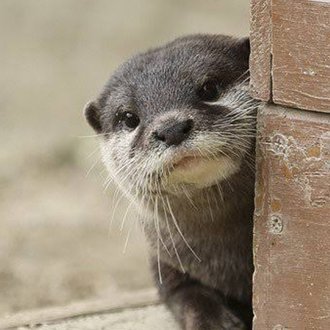 ほんなあむ3｜Kawauso