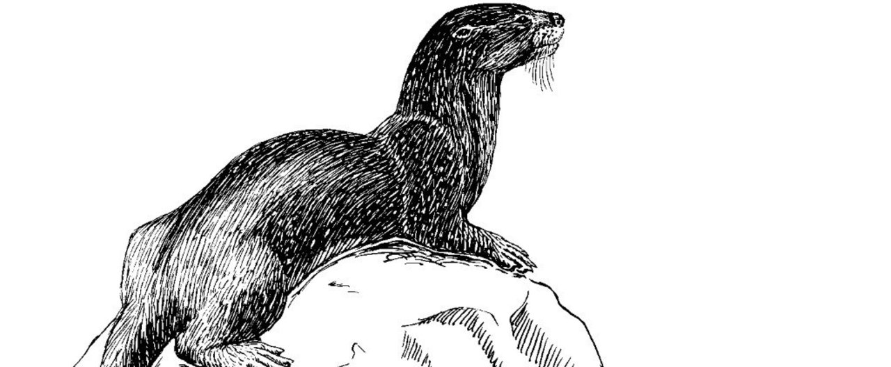 カワウソと結婚した女｜Kosuke Miyata