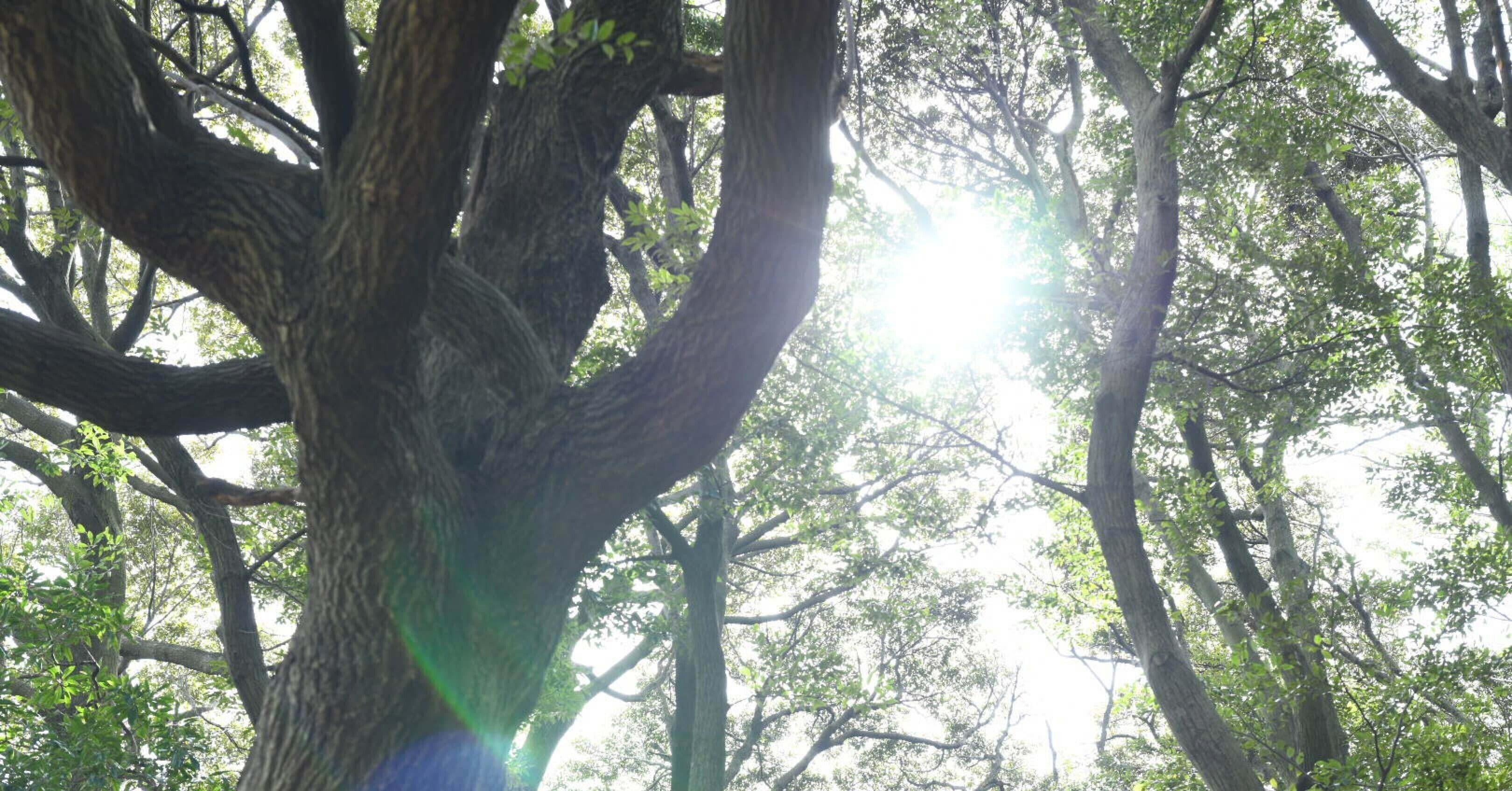 Ayako Oishi 山暮らしフリーデザイナー ｜note