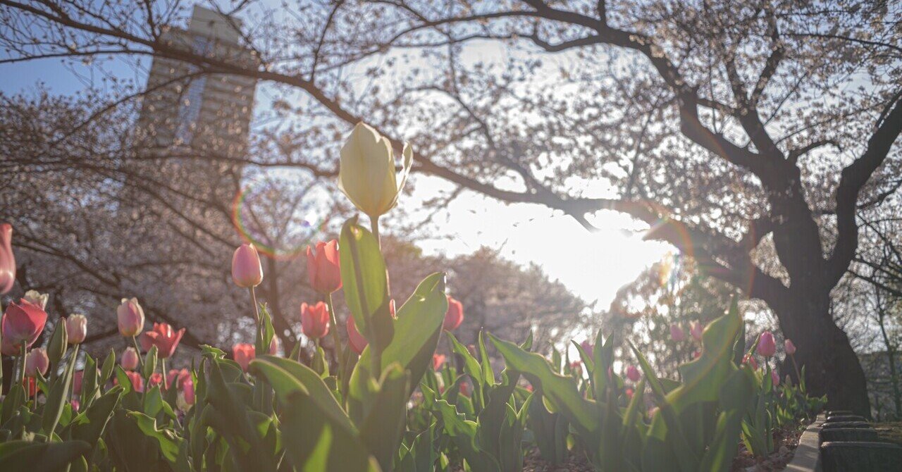 花を撮ることの話し｜vlog_tottiy