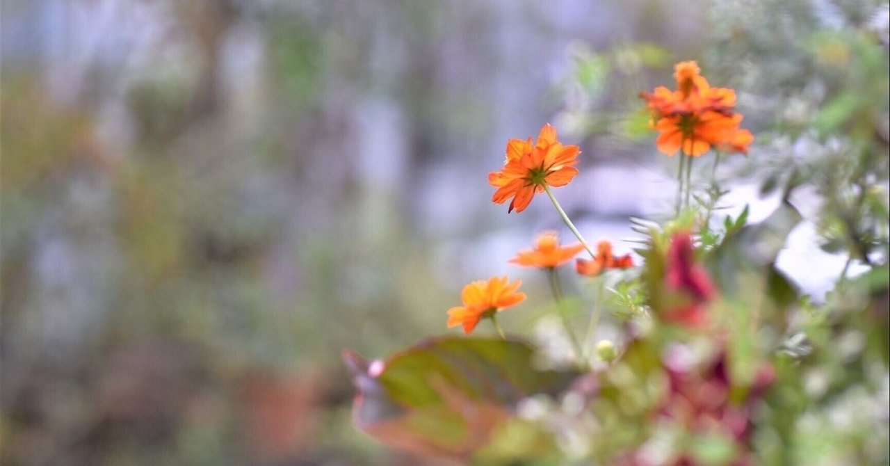 はじめまして｜Akiko Sakura＠たのしい大人の美活～Beauty literacy evolution～｜note