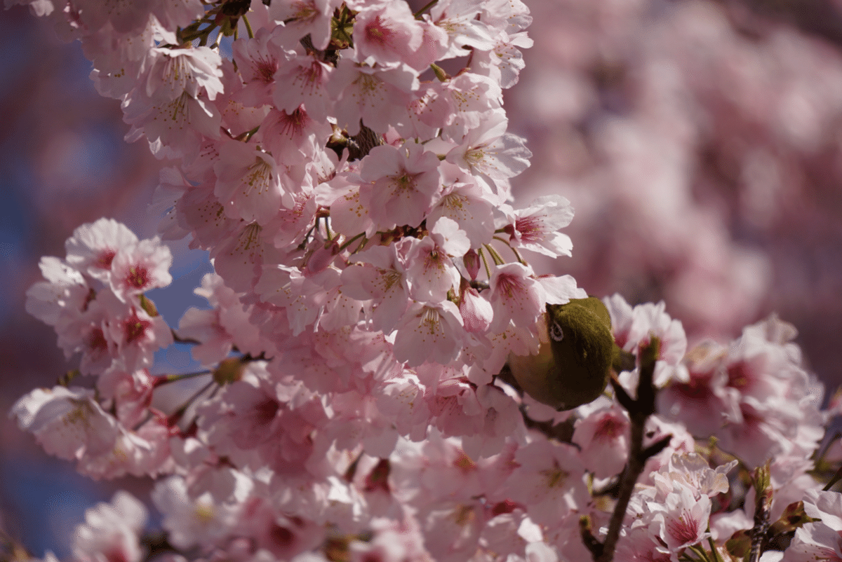 ジャリジャリ。｜STYLE _Tanaka_Yoshiko