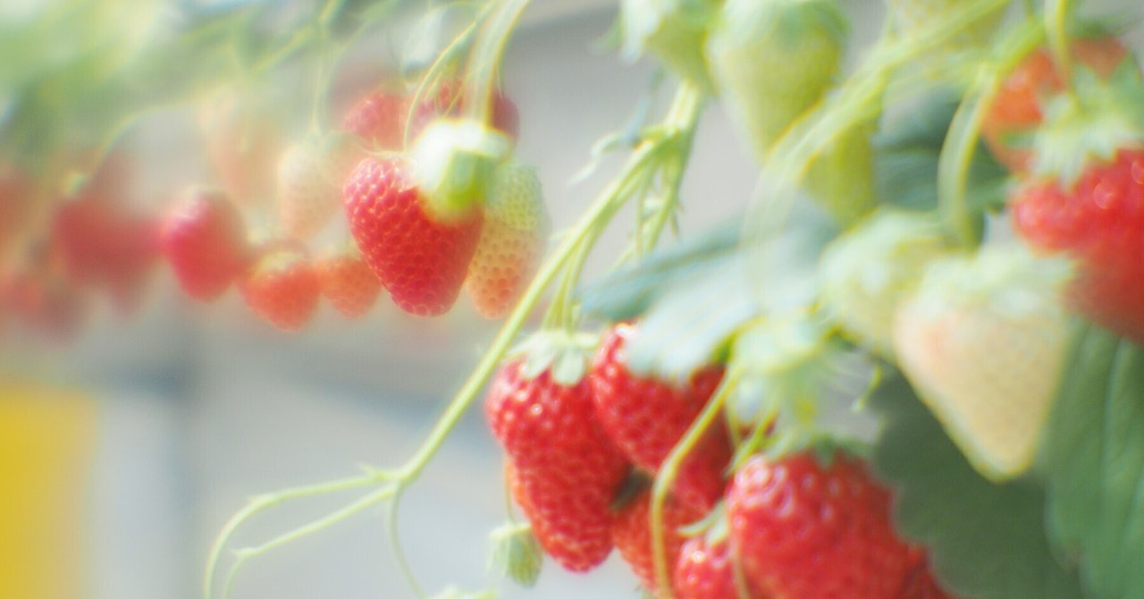 イチゴ狩り｜K.zaki｜note