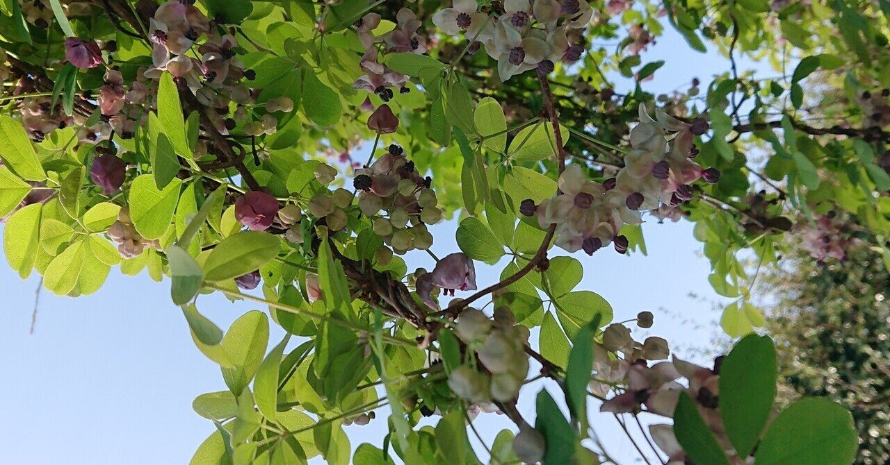 芸は身を助く～その②｜miyuma のーこ｜note