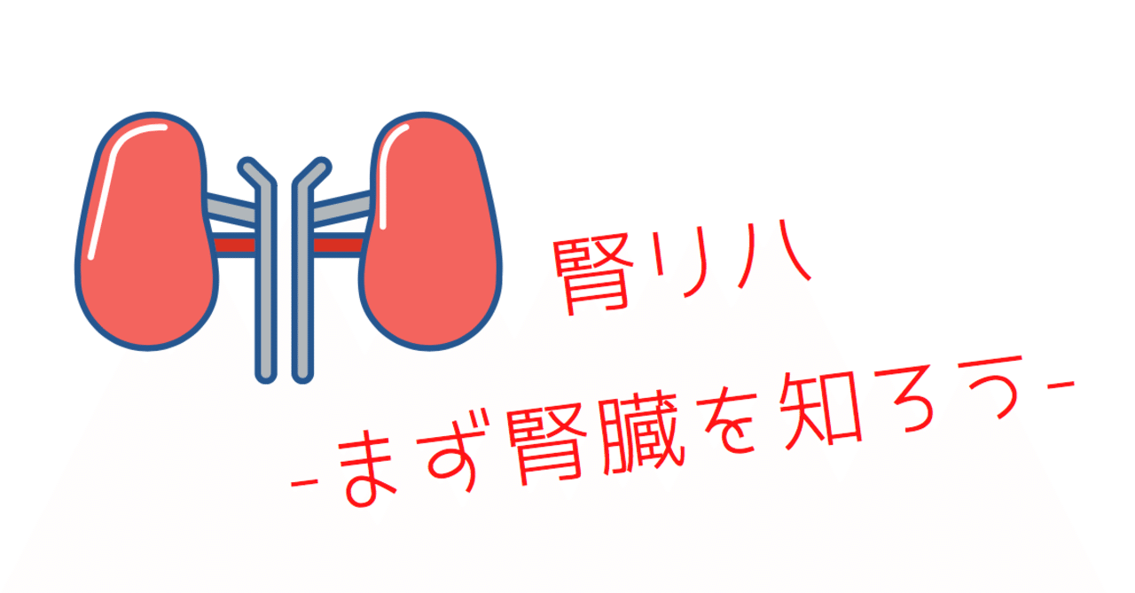 腎リハ 〜腎臓の機能を知ろう〜｜あんどぅnote