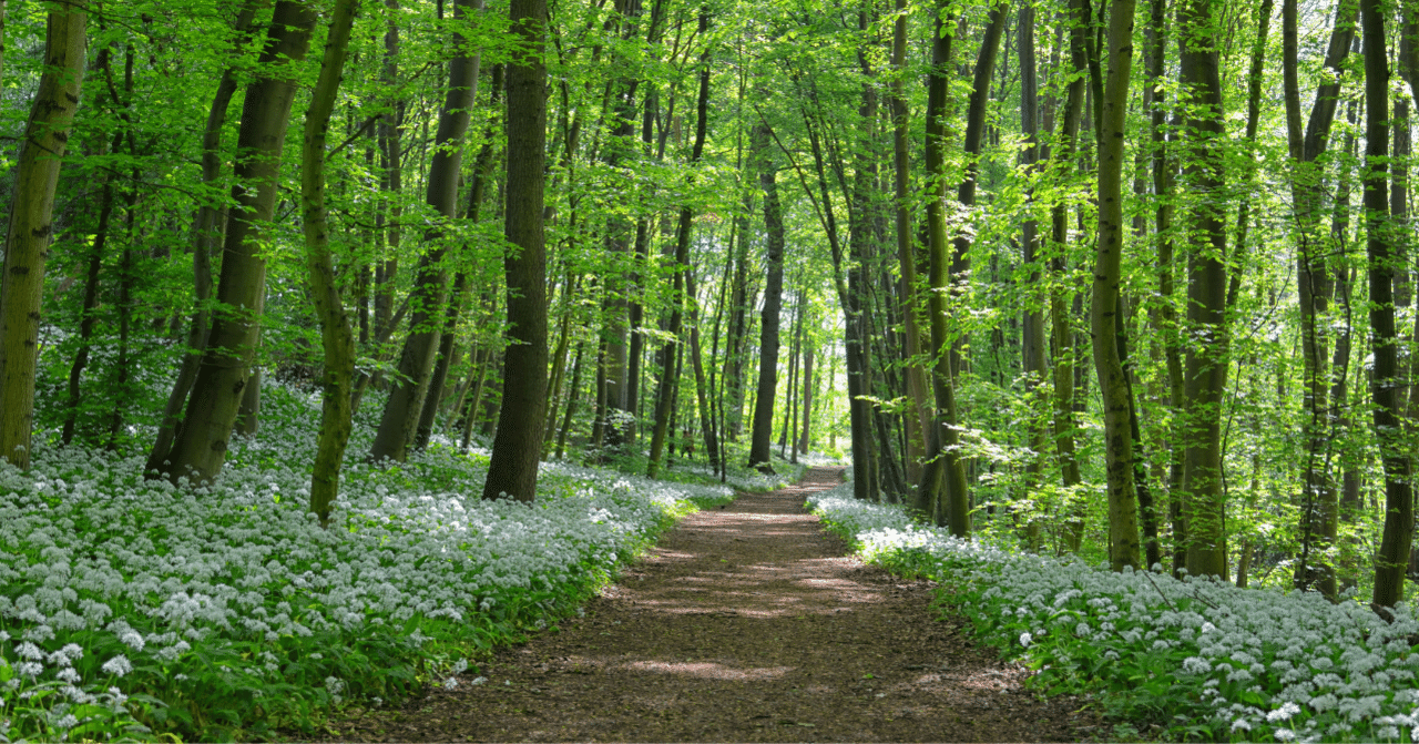 15分の森林浴でストレスレベルが下がる？風邪を引きにくくなる？森林浴があなたにもたらすメリットとは！？最新の森林浴研究から｜Hachi Eito 心理学マンガ公開中【全話無料】