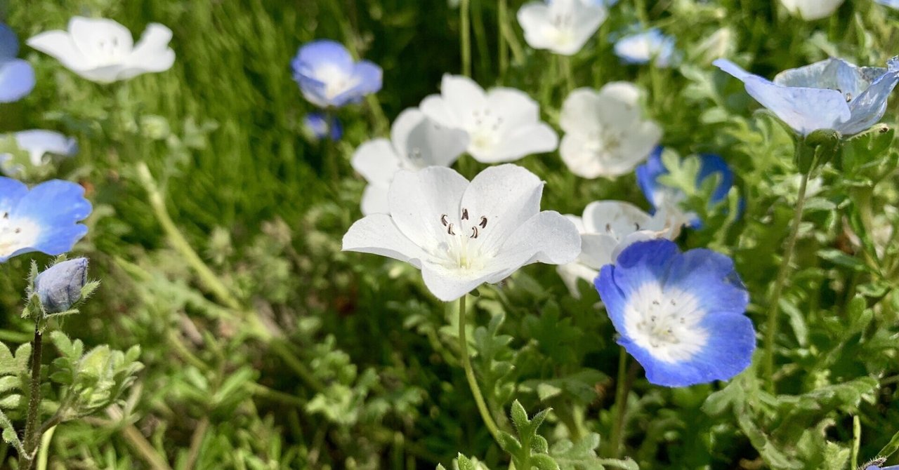 マヤ暦 KIN122 音5 目標設定！｜かっちゃま