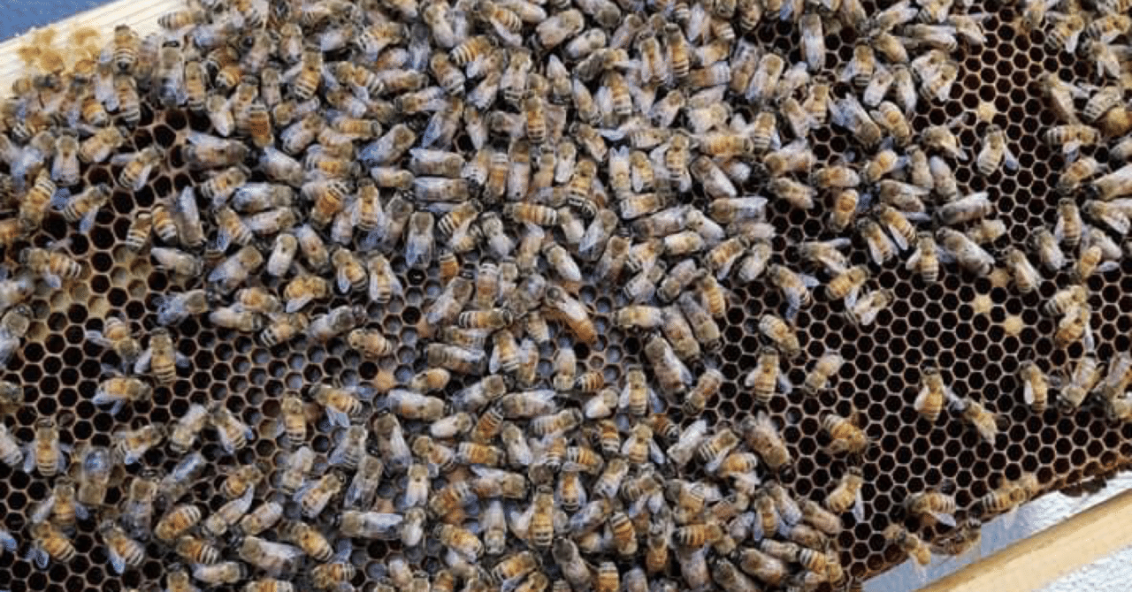 本日より鶯谷ハニーラボ本格始動🐝｜yabusan（823）｜note