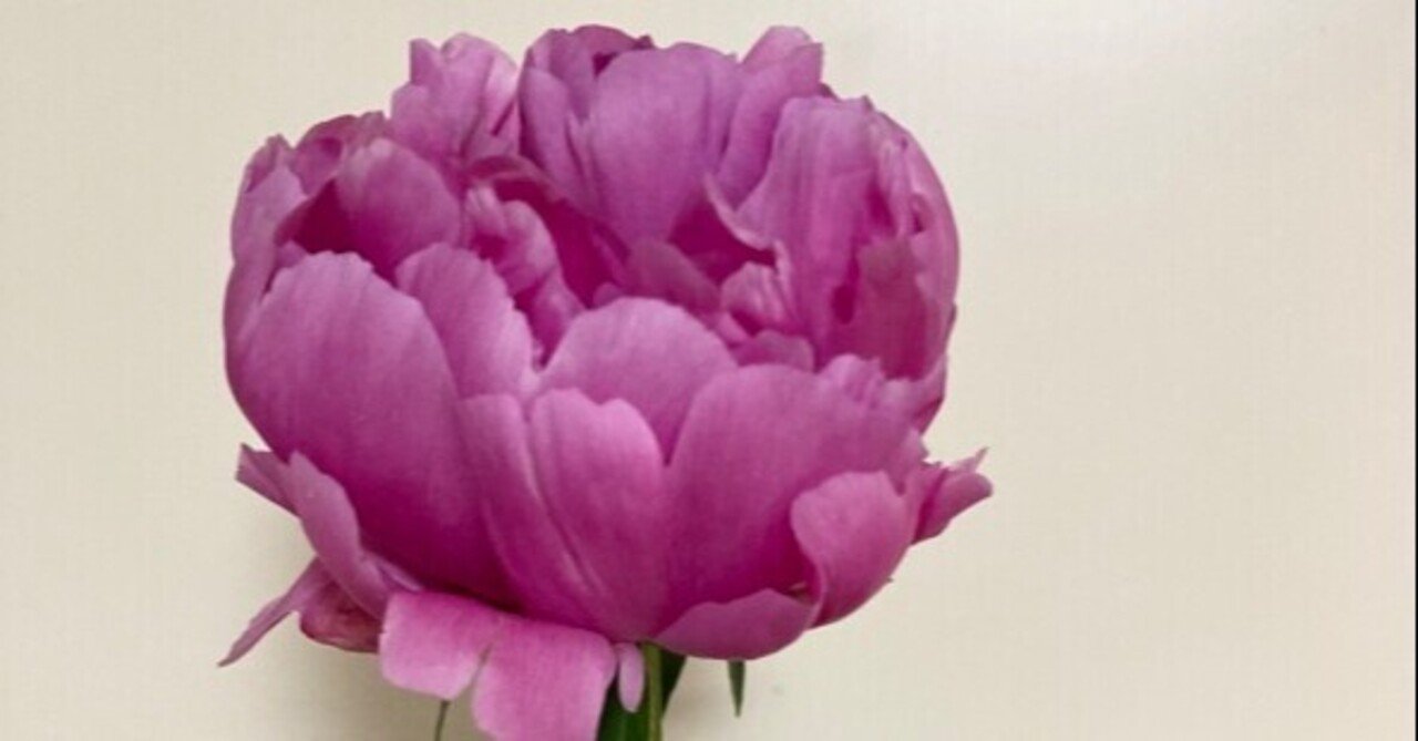 華燭の典｜pirokichi