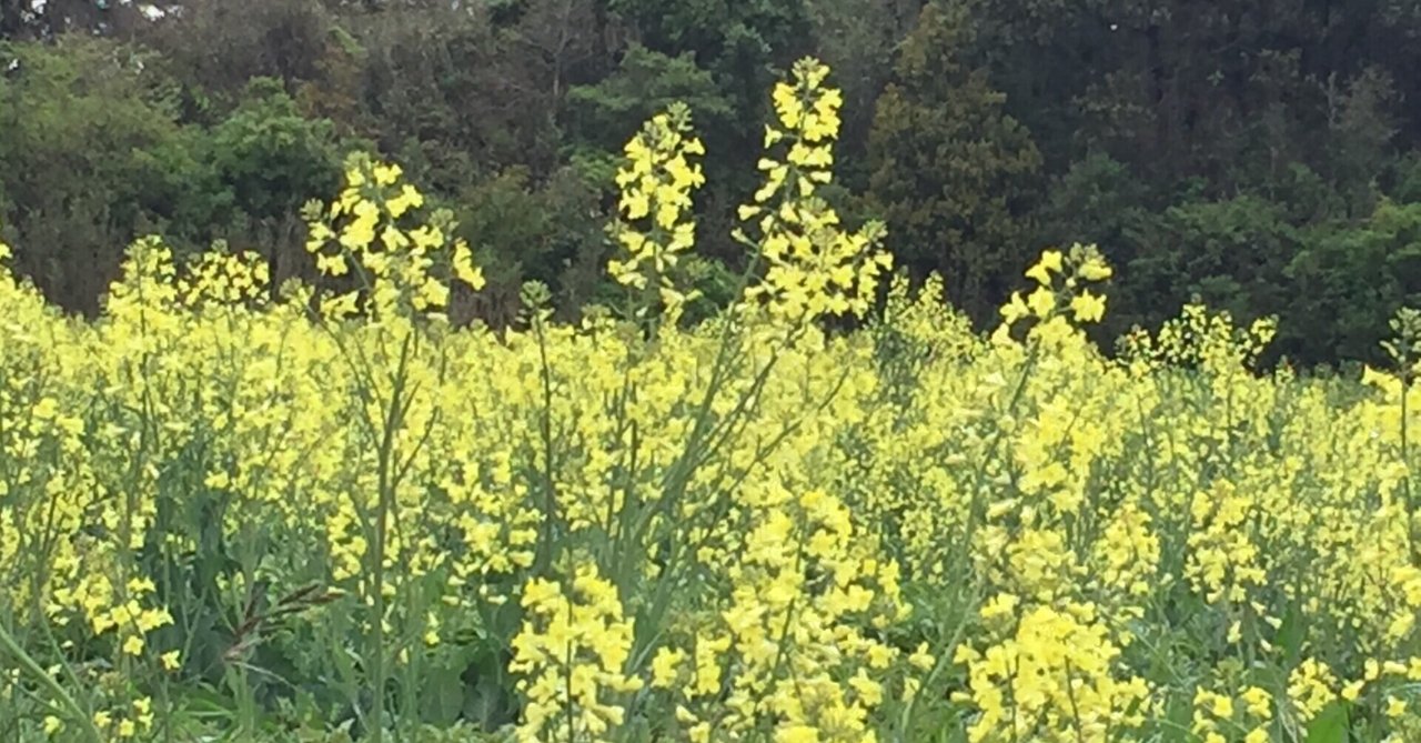 考えて工夫して行うと楽しくなる｜ck_wakaba｜note