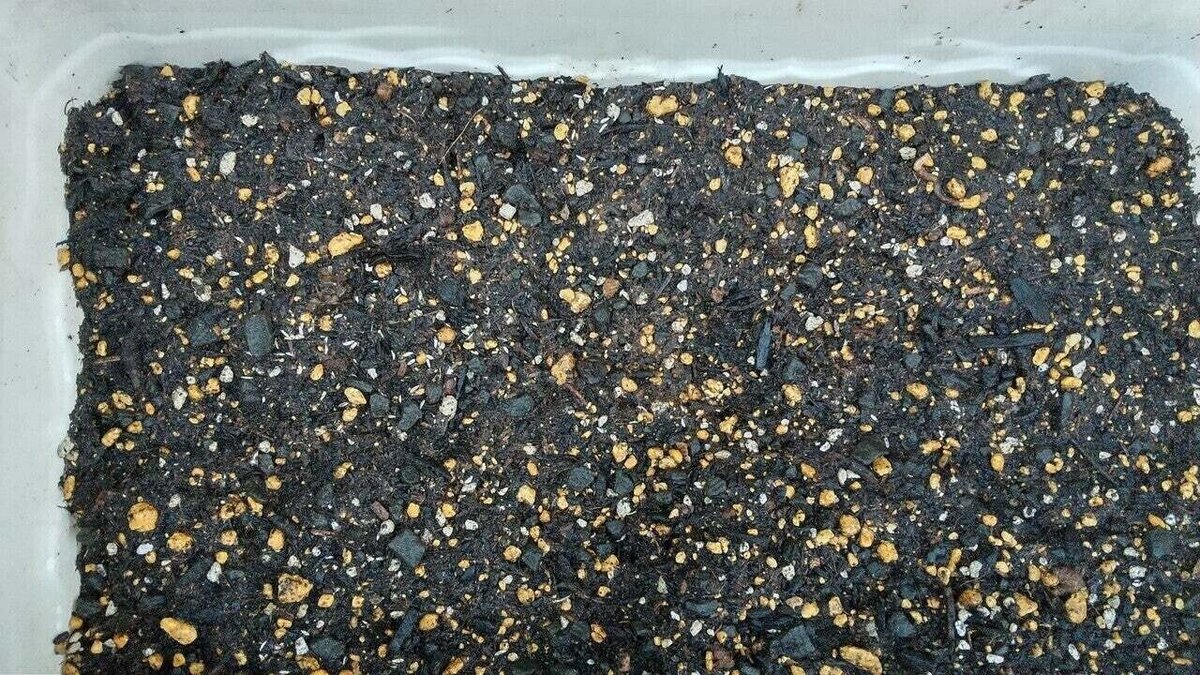 サラダレタス成長記｜こみつクリエイティブ