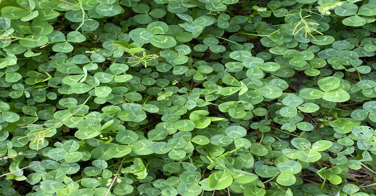 四葉のクローバー🍀｜Masatoshi Oka | 柿川亭｜note