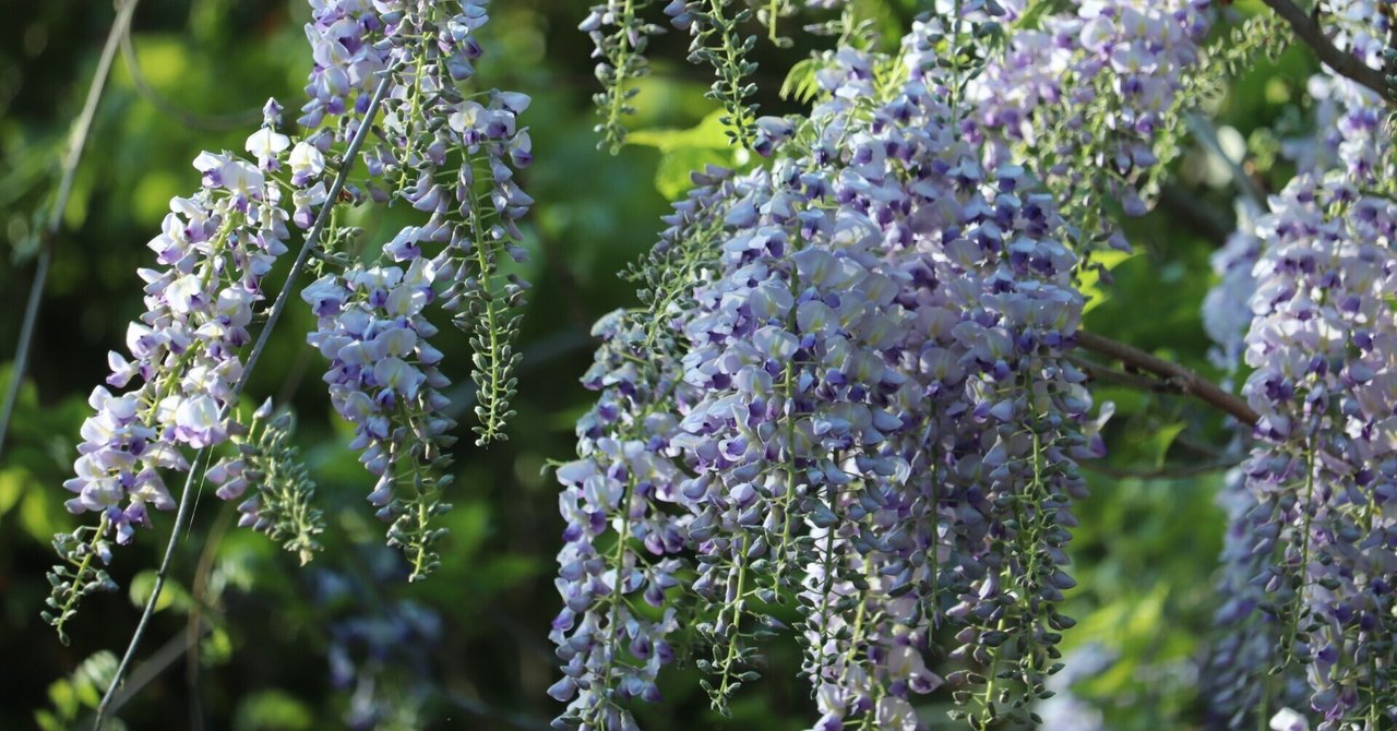 空気のように静かに生きる｜Sosyu Kikuchi｜note