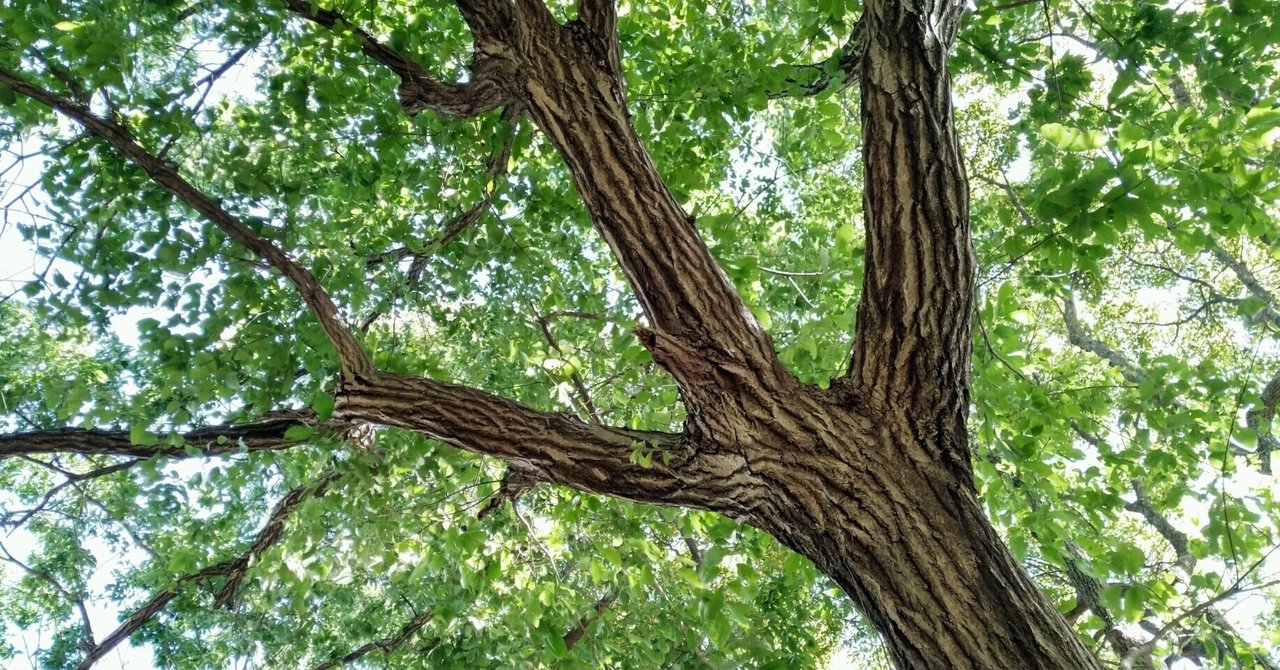 Tplus株式会社InstaTry（インスタトライ）の評判ってどうなの⁉｜ドラえもん日和｜note