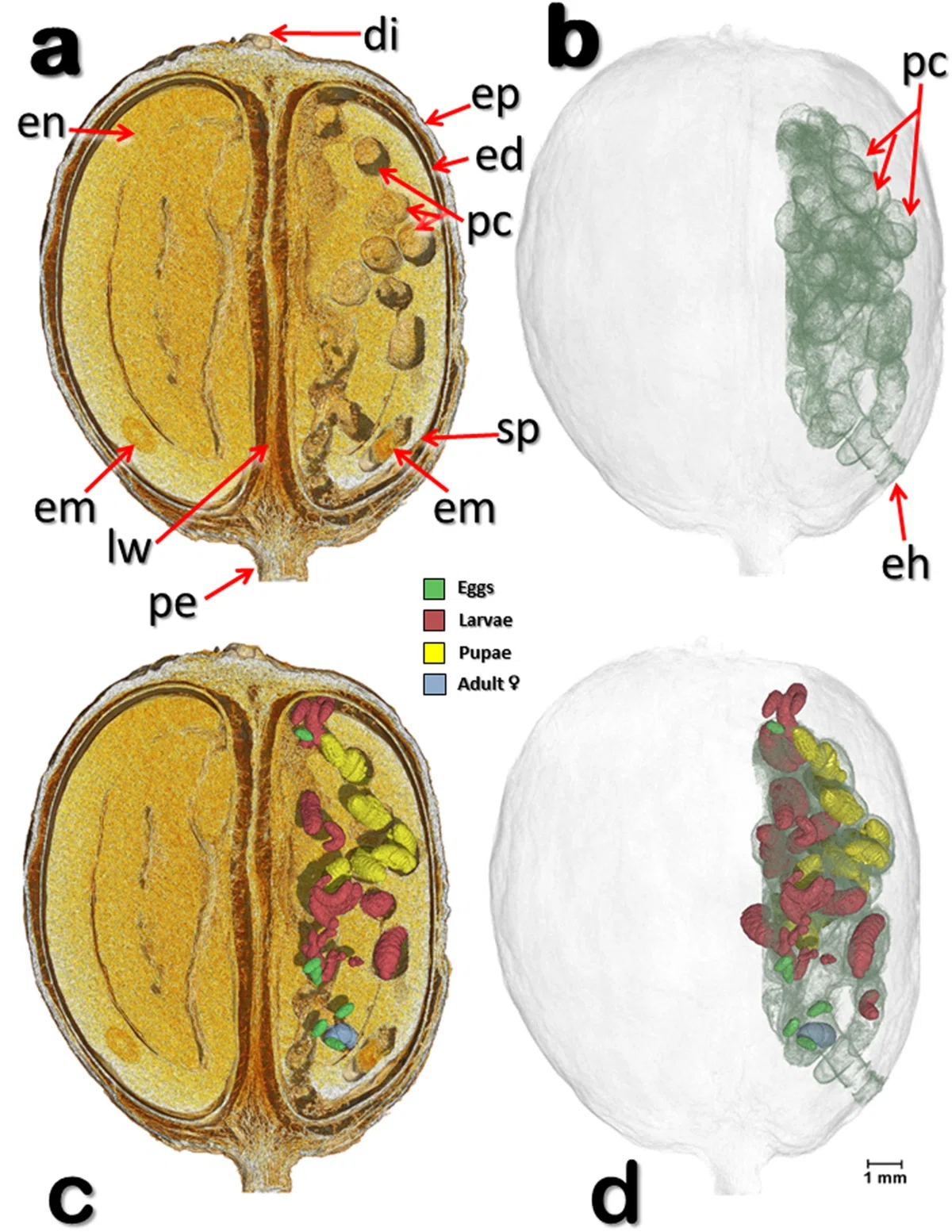 Observing the devastating coffee berry borer (Hypothenemus hampei ...
