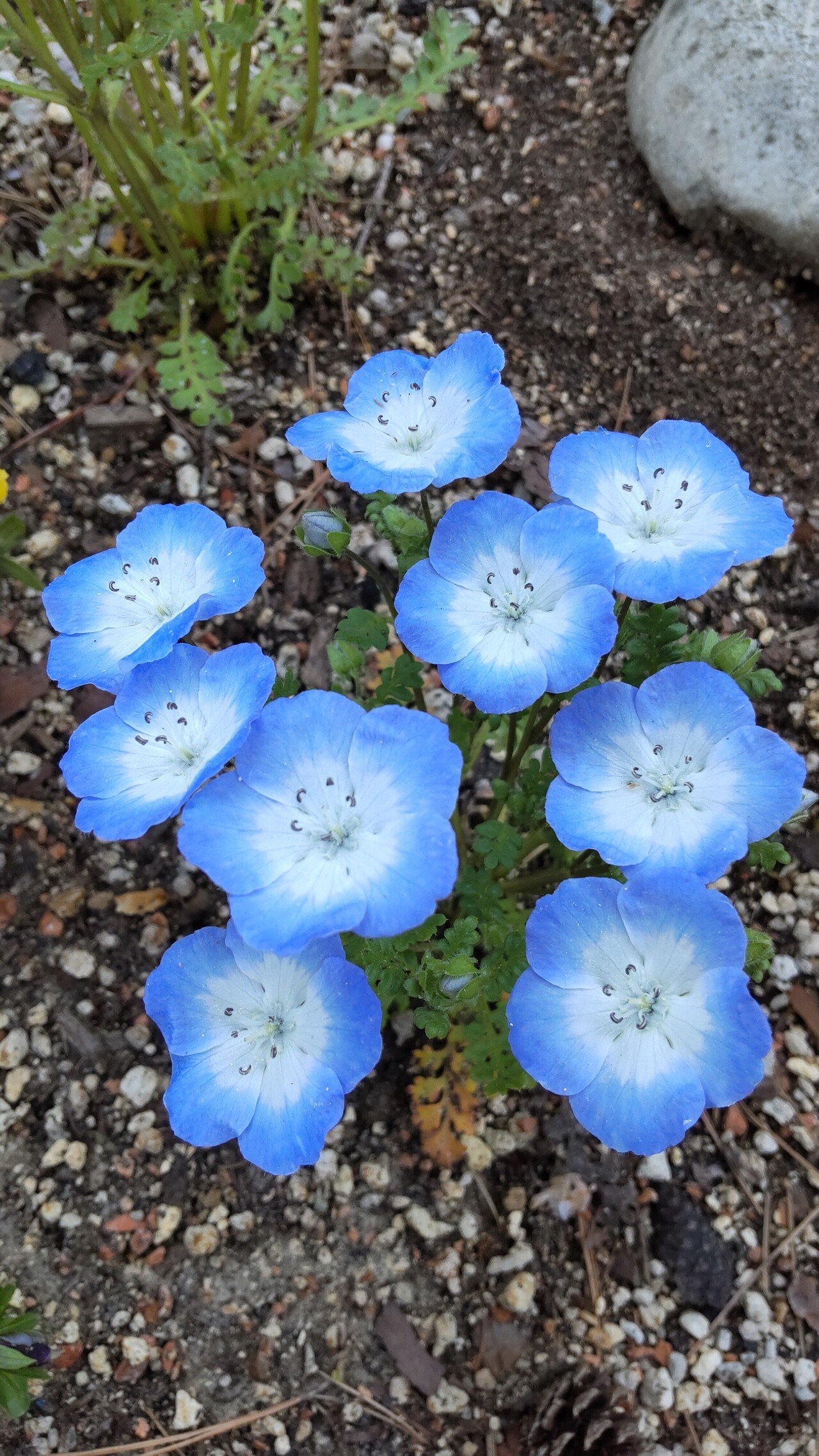 ささやかな喜び｜mojira