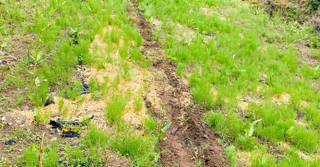THE雑草？スギナの効果。｜まやのやまの暮らし｜note