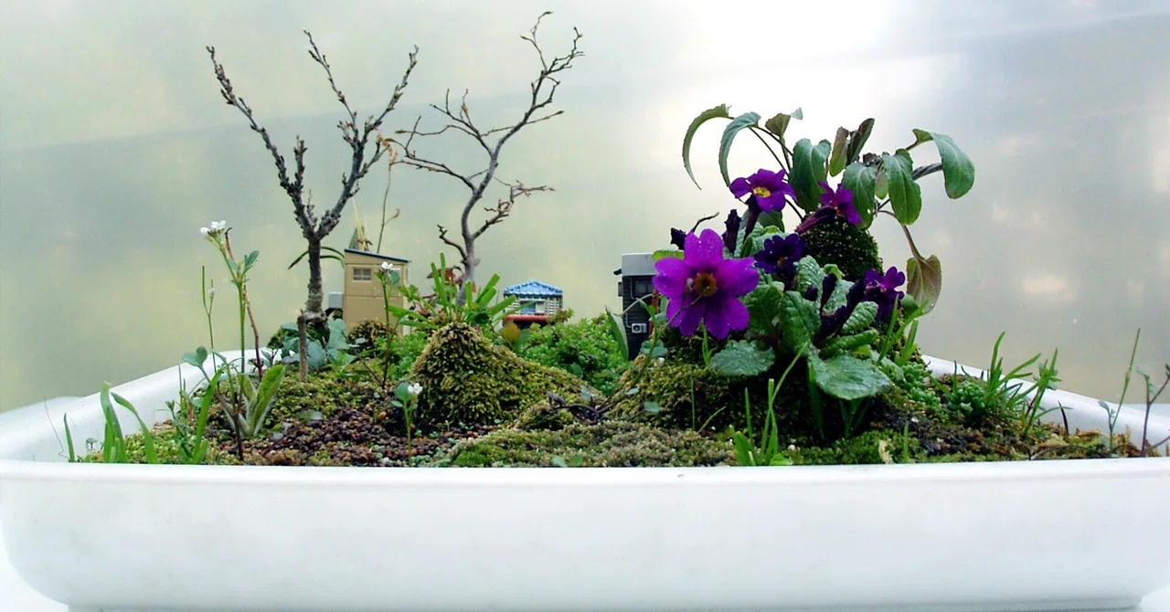 Speciation in a small space｜halapin