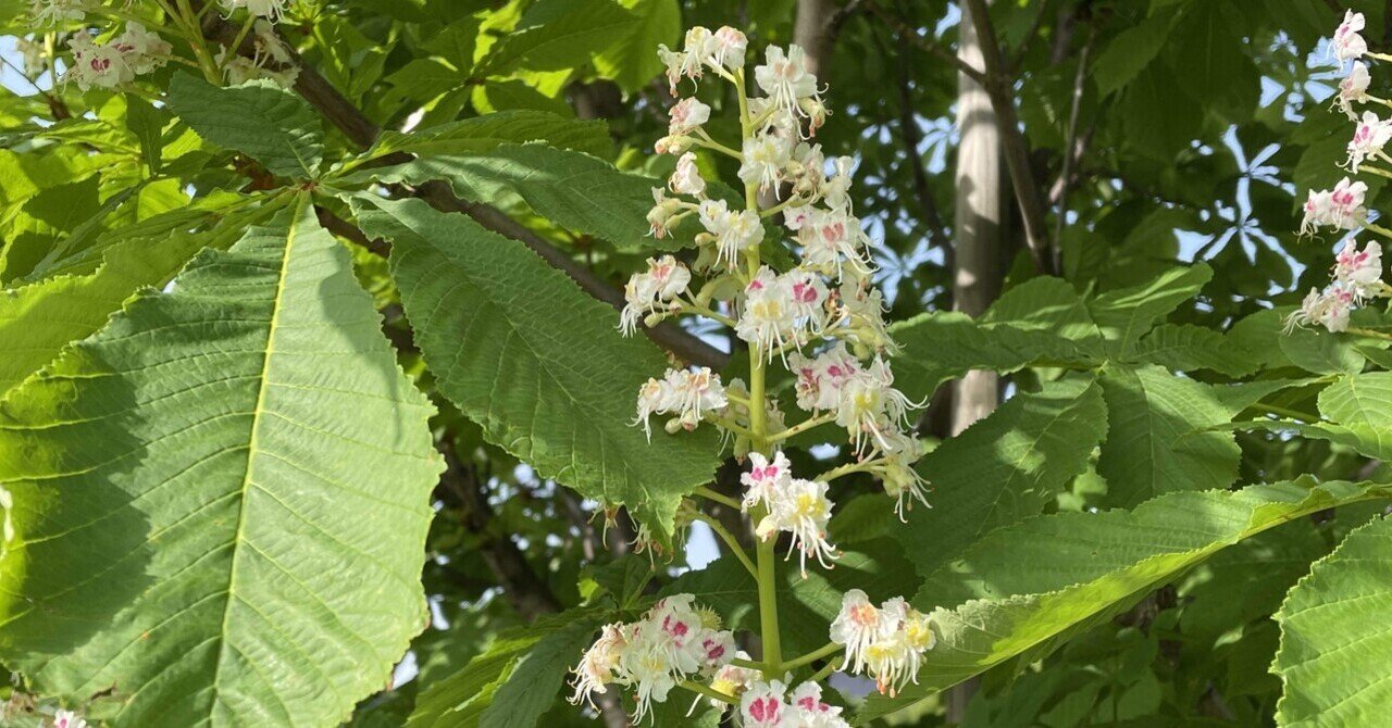 平家から2階建てへ増築完了。内検3回目【養蜂生活24日目】｜yabusan（823）｜note