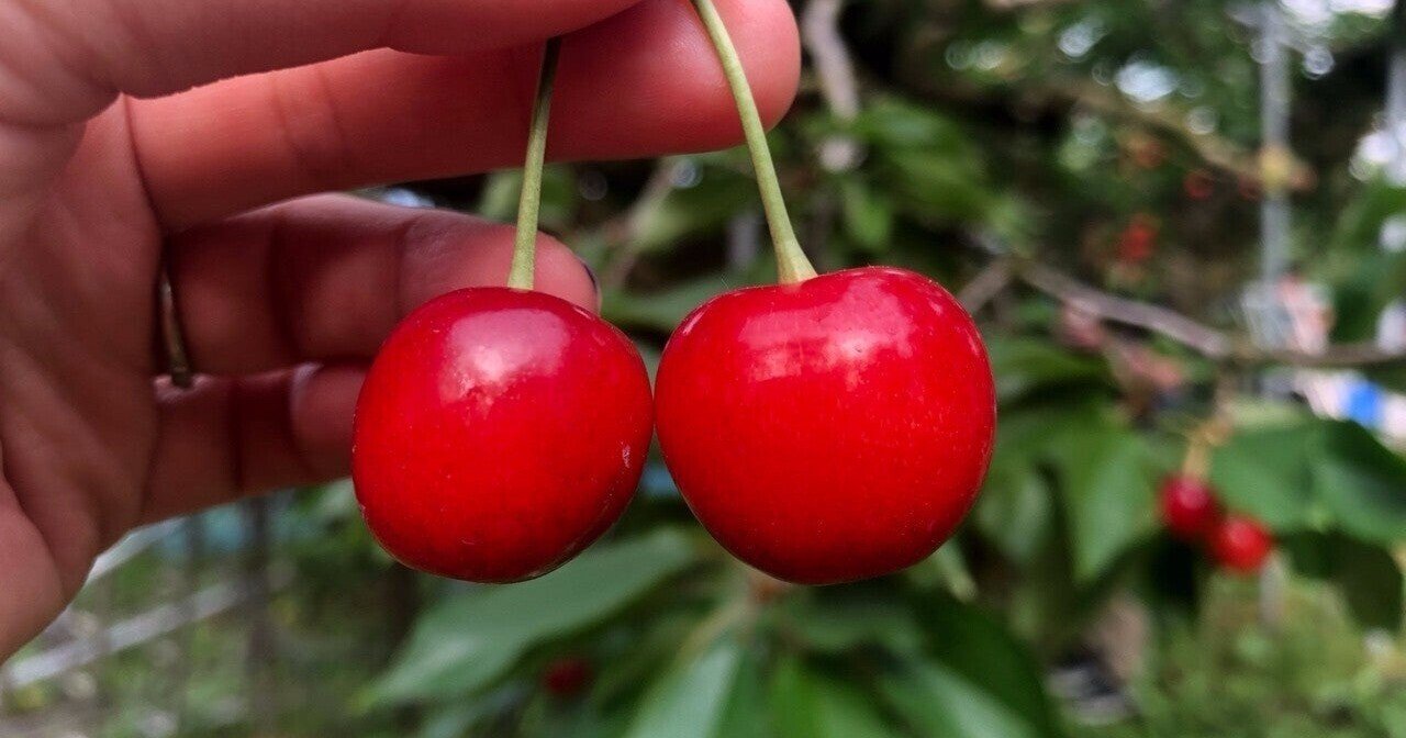 見えないことの価値｜mayuko. itoi｜note