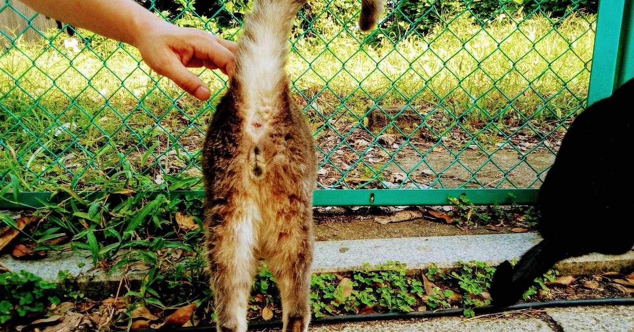 猫のおしり問題。｜森美樹