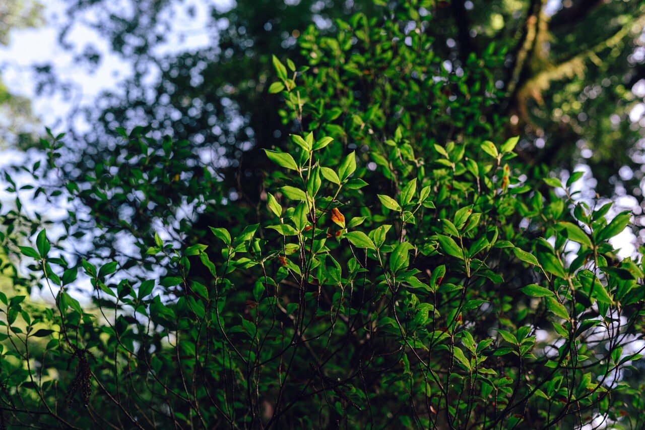 作例で魅せるレンズレビュー ZEISS Batis 2/40 CF|横田 裕市 作例で魅せるレンズレビュー ZEISS Batis 2/40 CF|横田 裕市