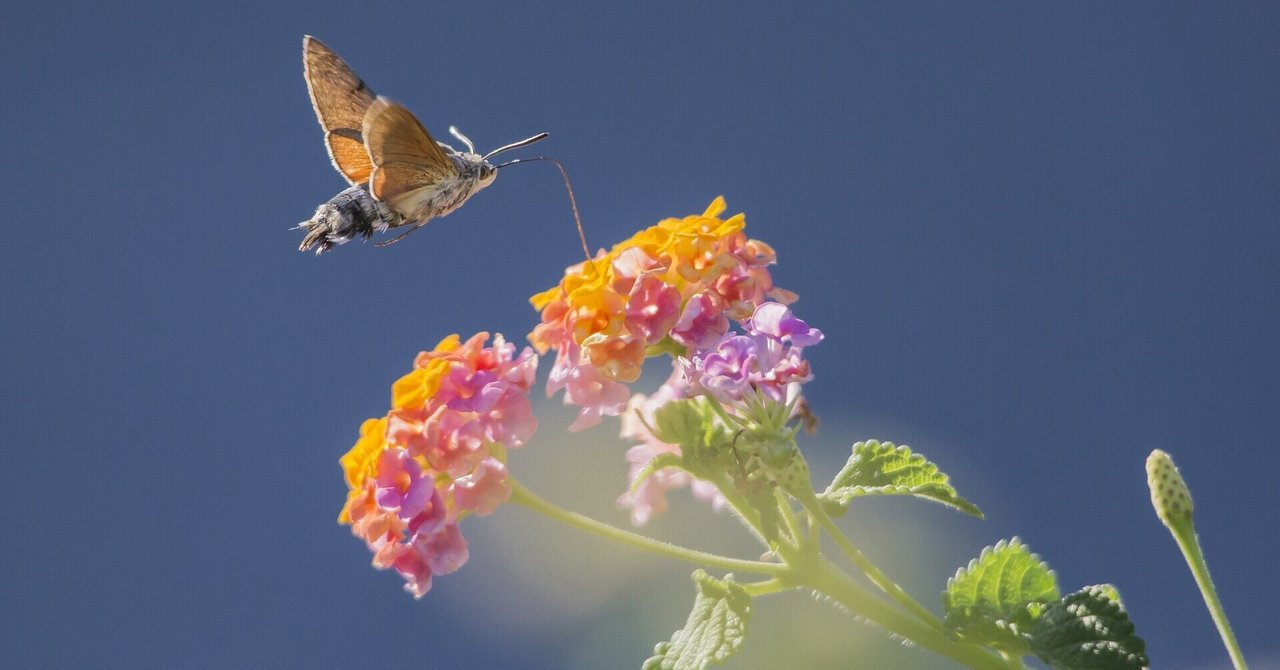 私たちの意識は焦点を当てたことを思考する。否定質問と肯定質問。｜小林 明美@香と瞑想とコーチング