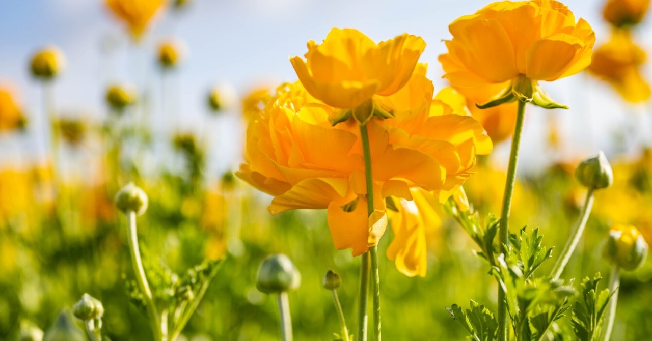 仲間。｜Mei｜note