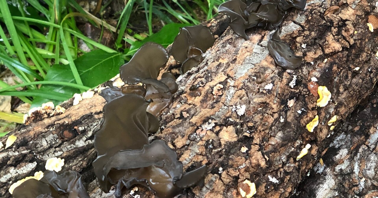 椎茸だろ｜retugg｜note