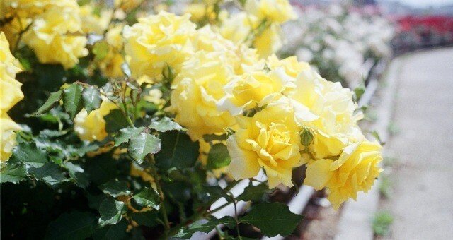 野中妻つぶやく｜Tomomi Nonaka/ 野中友美｜note