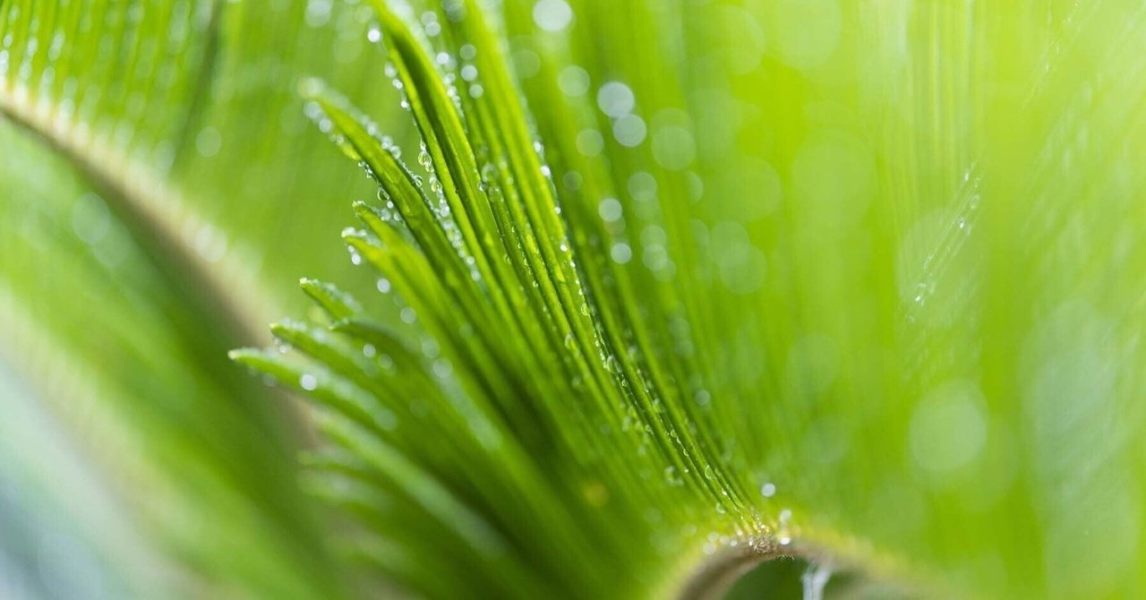 {深堀2}Ecological speciation in sympatric palms: 4. Demographic analyses ...