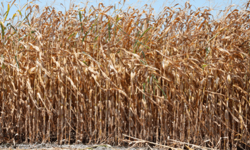 改めて考える『地球温暖化』｜biopoly_joetsu