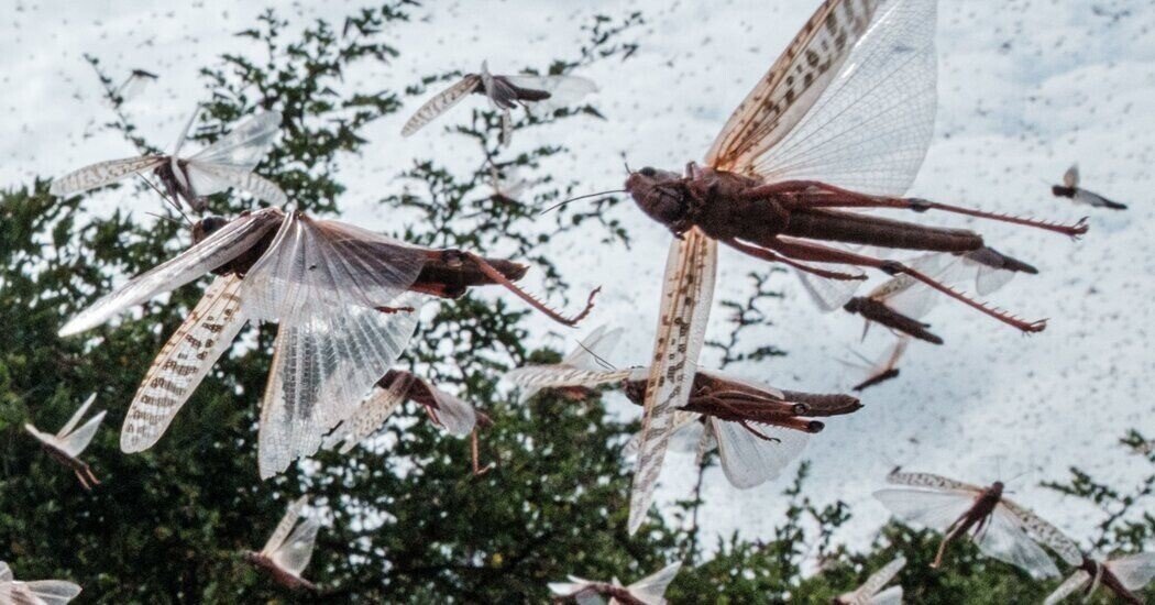 スイミー：小さな魚たちの物語 #Herd Ⅰ ｜進化心理マガジン「HUMATRIX」｜EvoPsy