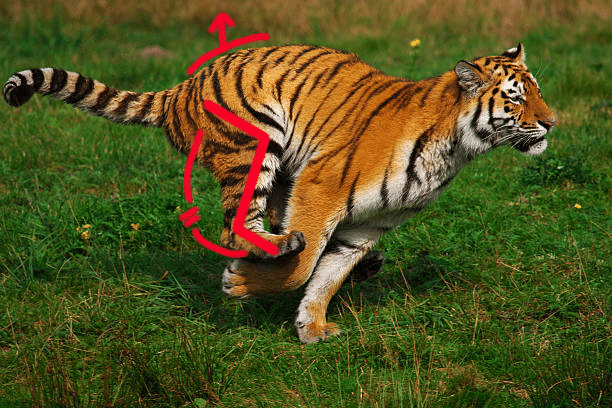 クリーチャーアニメーションのための基礎知識②｜ota_dayo