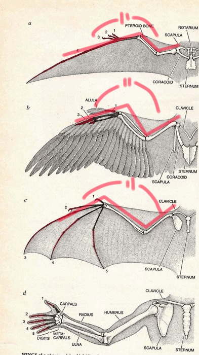 クリーチャーアニメーションのための基礎知識③｜ota_dayo