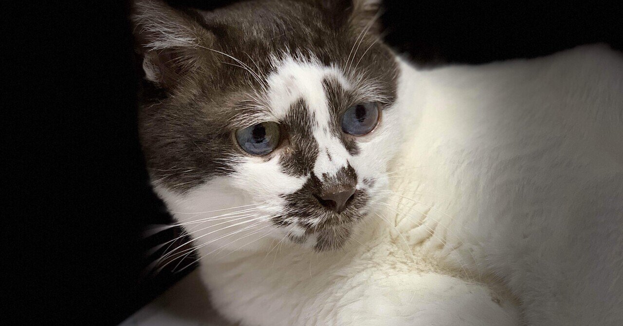 猫の毛｜kyo☆ko｜note