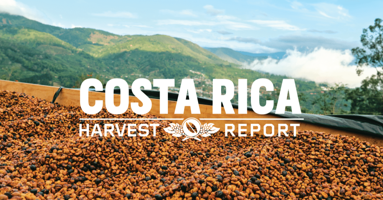 Costa Rica Harvest Report｜DCS_GREEN