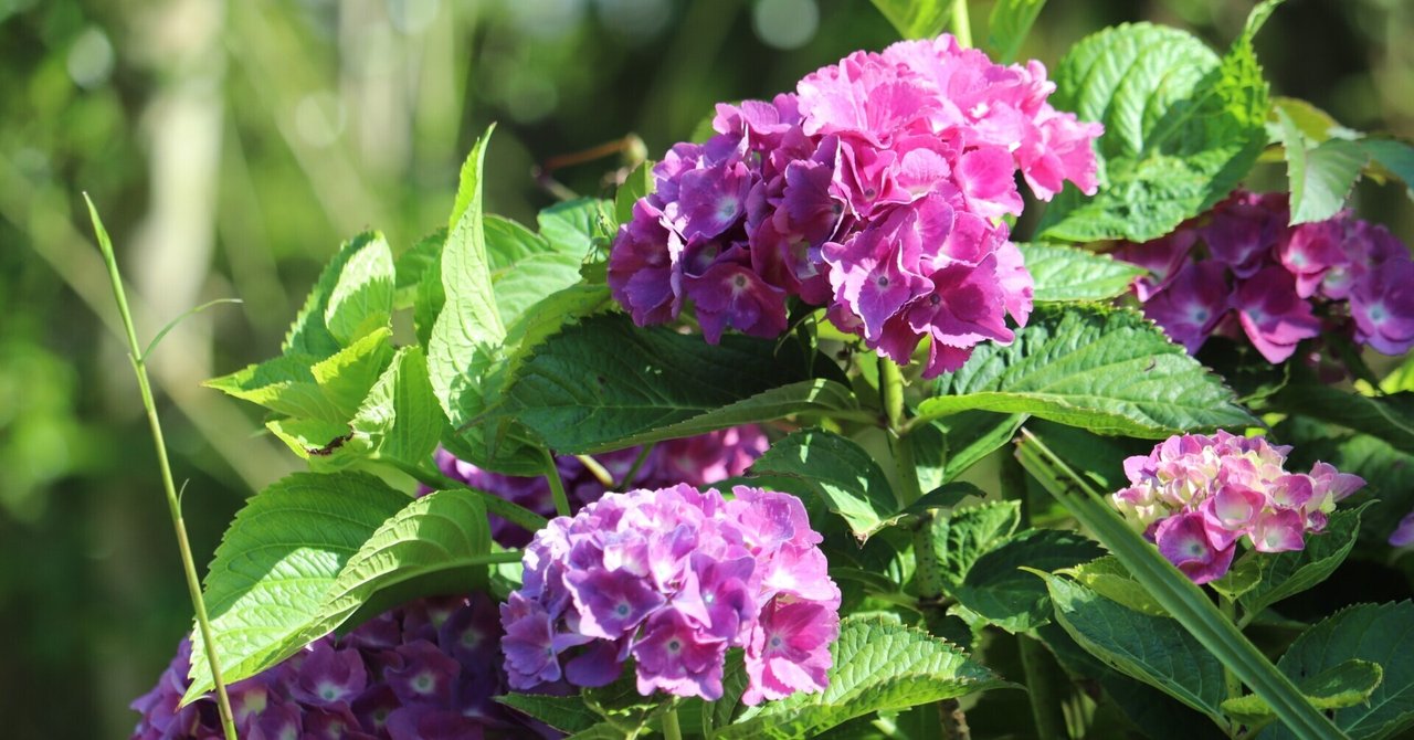 場所で変わる実り｜Sosyu Kikuchi｜note