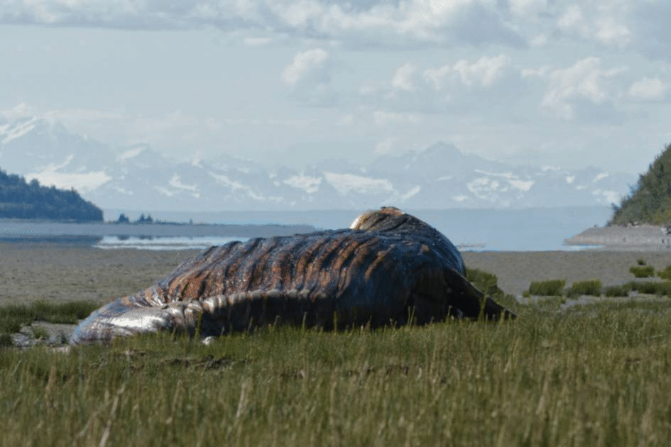 【SCPコラム】なぜ日本支部にはモンスターがいないのか？【第一回】｜さかずき