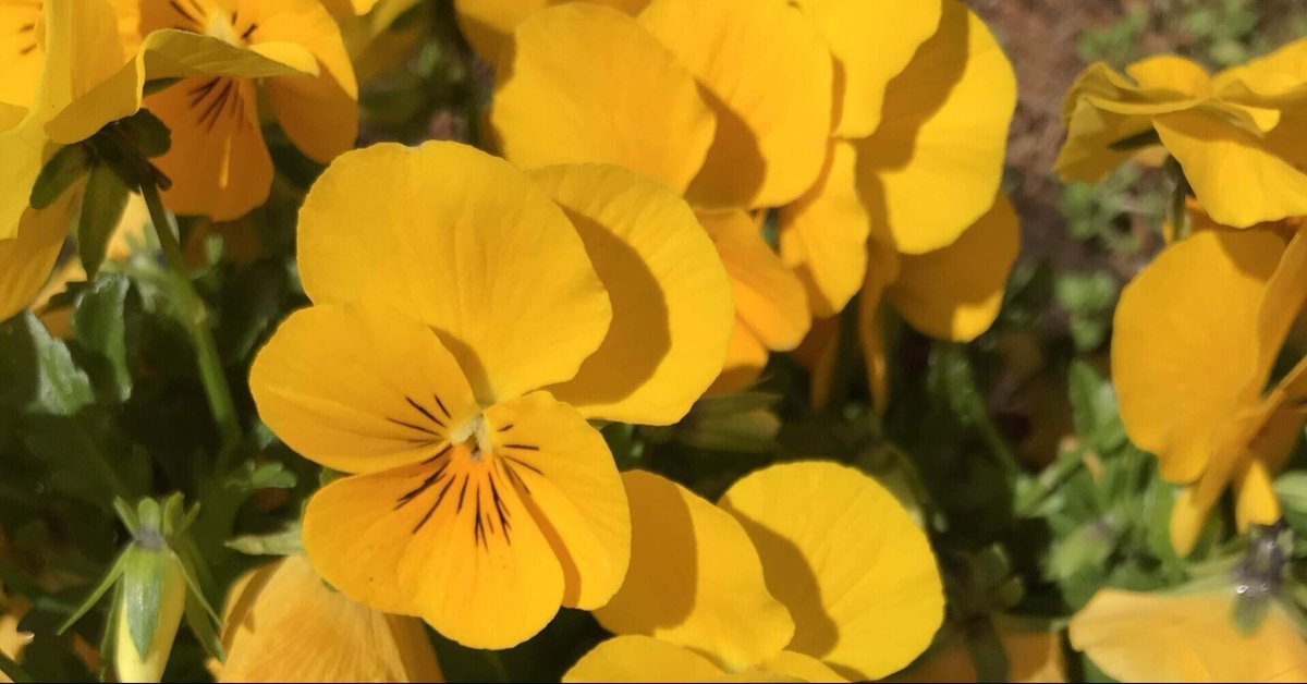 Tplus株式会社の評判って実際どうなの？｜Tempura集客