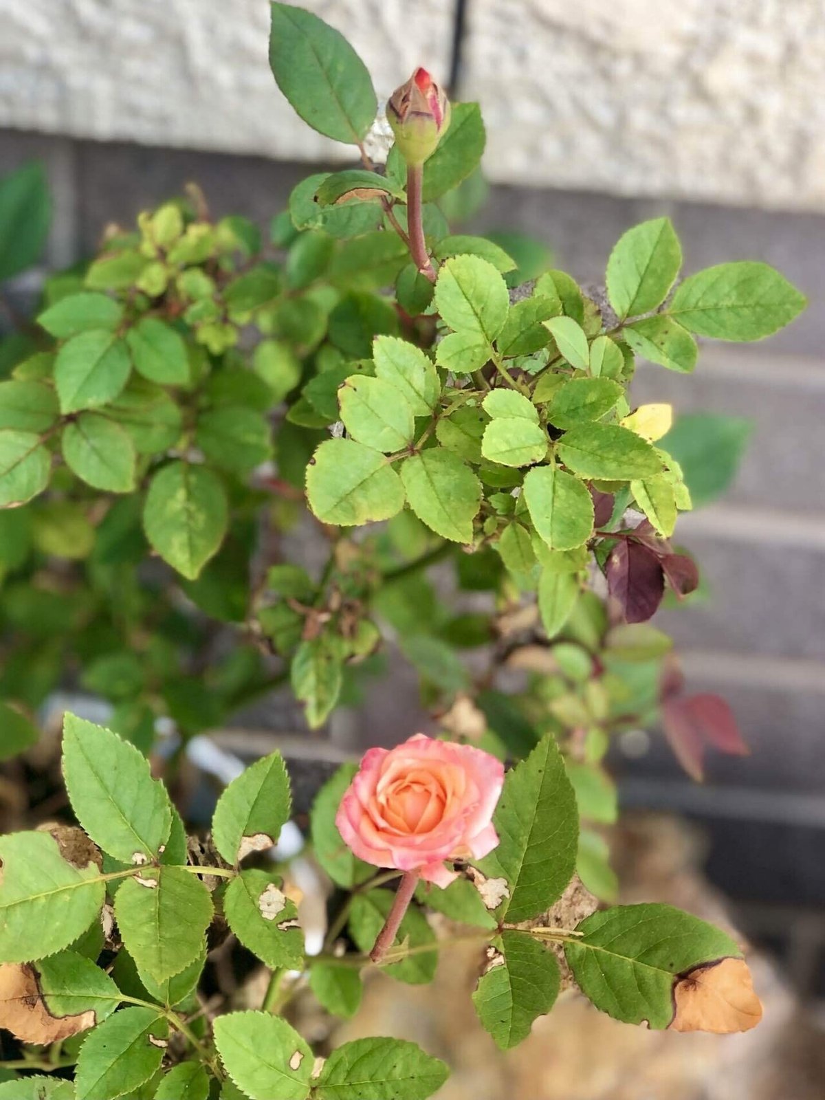 梅雨の一休み♫｜Kanako Angel